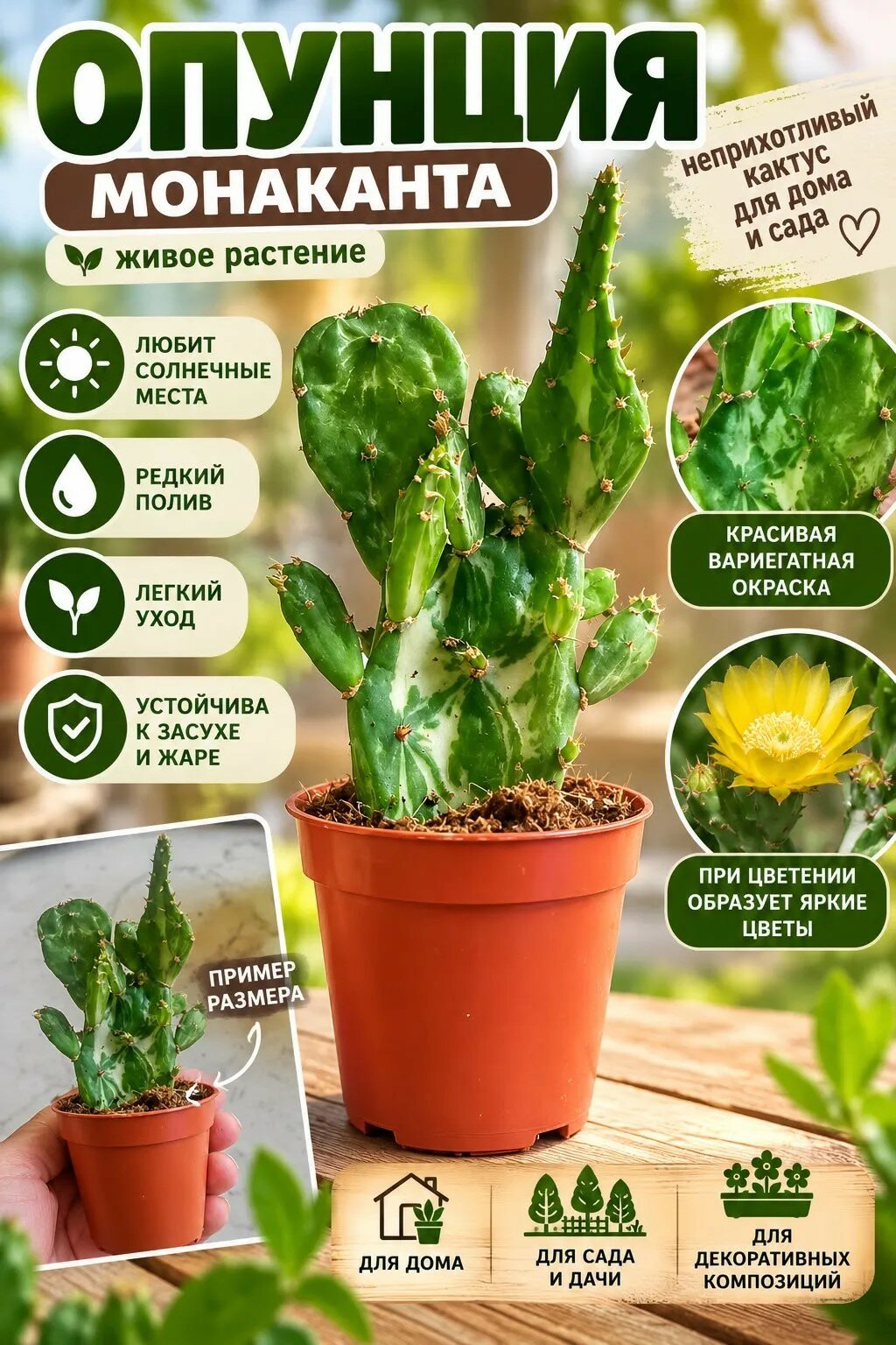 Кактус Opuntia monacantha ø5.5 h10 см
