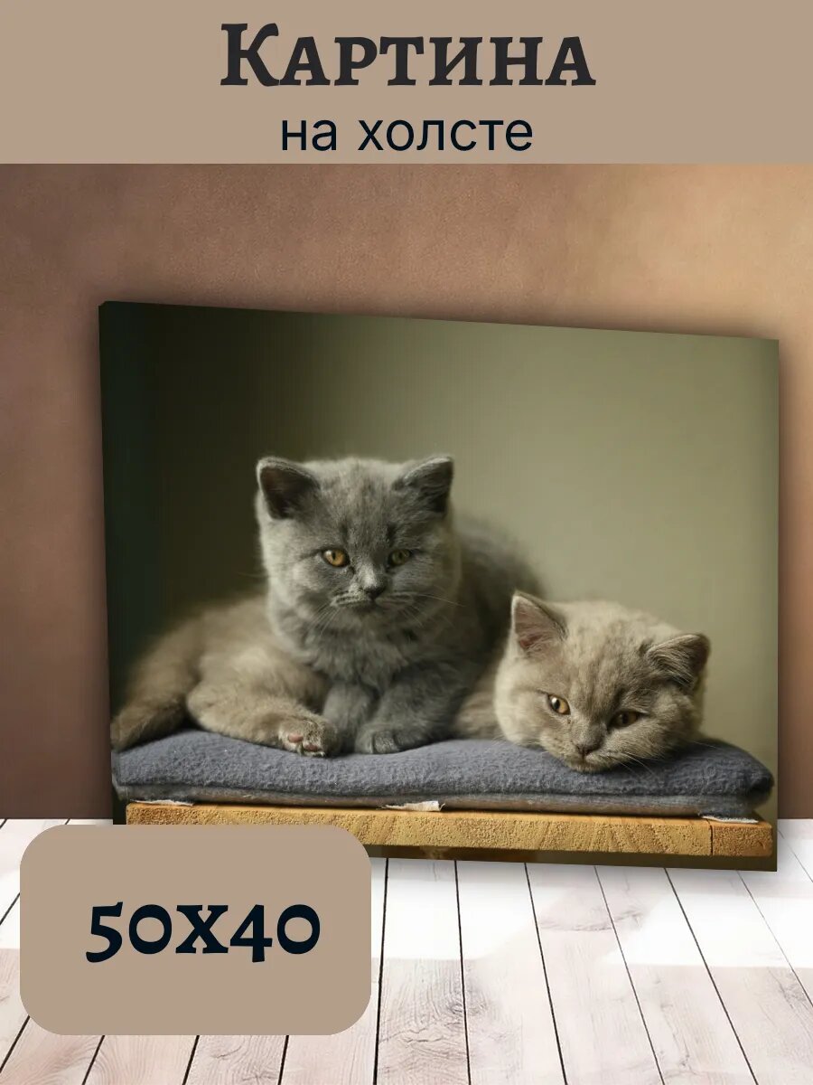 Картина Постер Кот Кошка Cat 40x50 британские котята