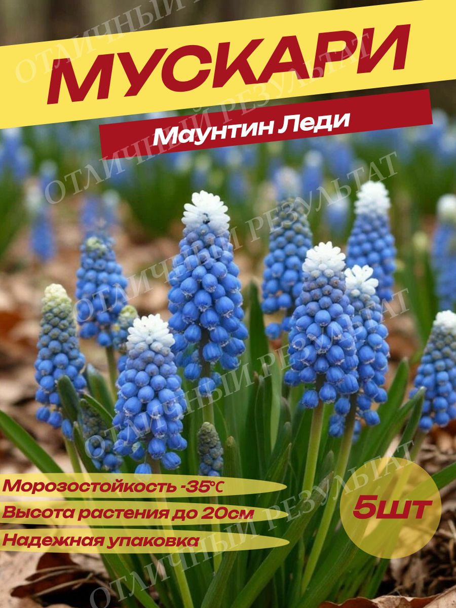 Луковицы Мускари Неглектум