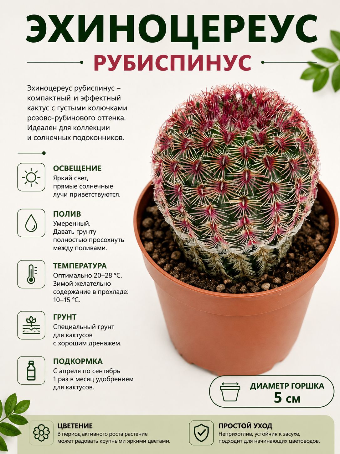 Эхиноцереус Рубиспинус (Echinocereus), кактус живой, D-5 и открытка