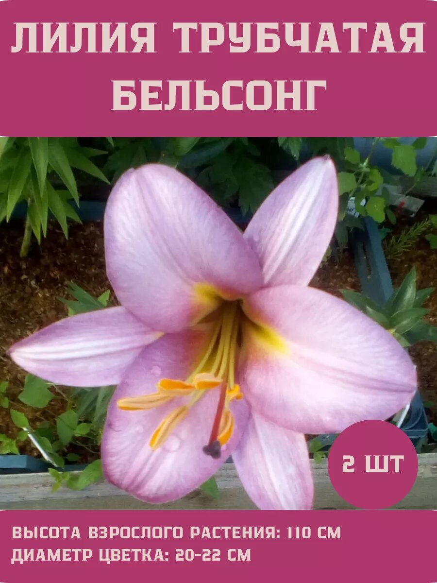 Лилия трубчатая/Луковицы лилии