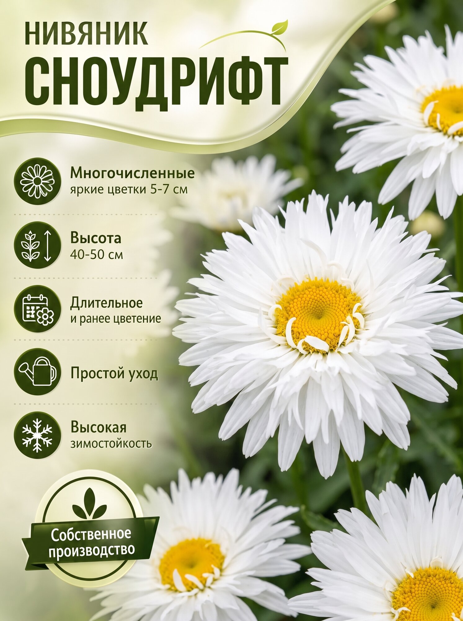 Нивяник Сноудрифт