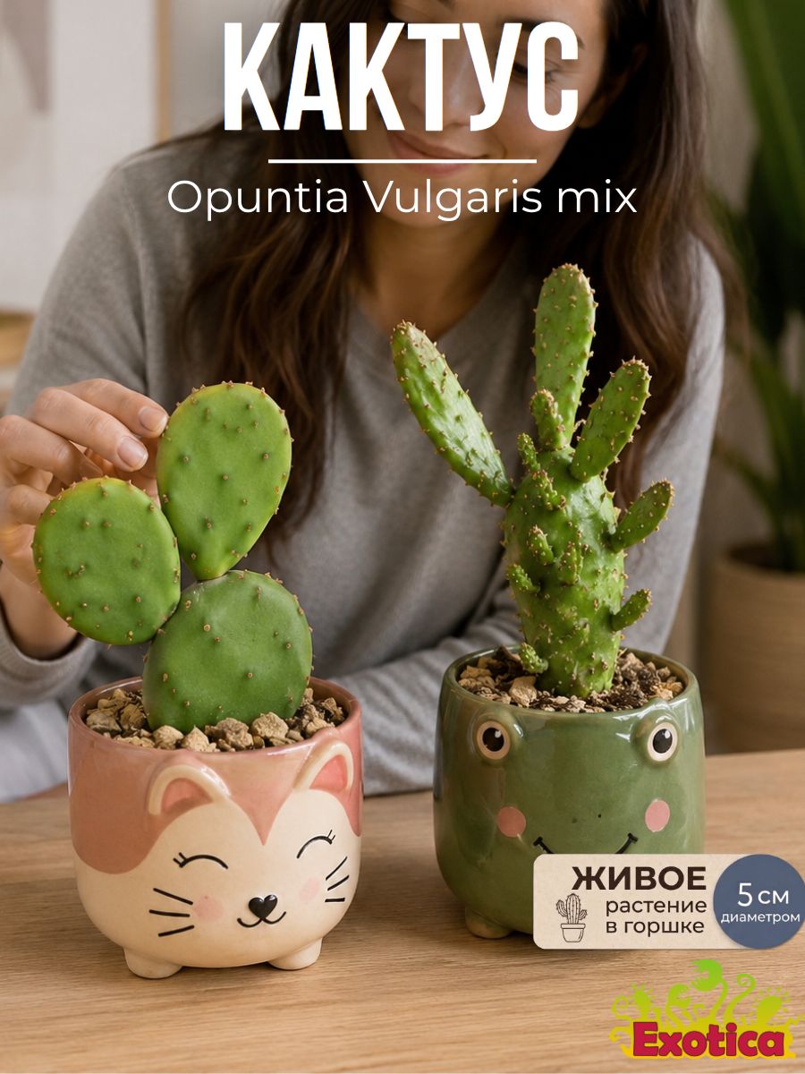 Опунция обыкновенная mix D5см (набор из 2шт), домашнее растение