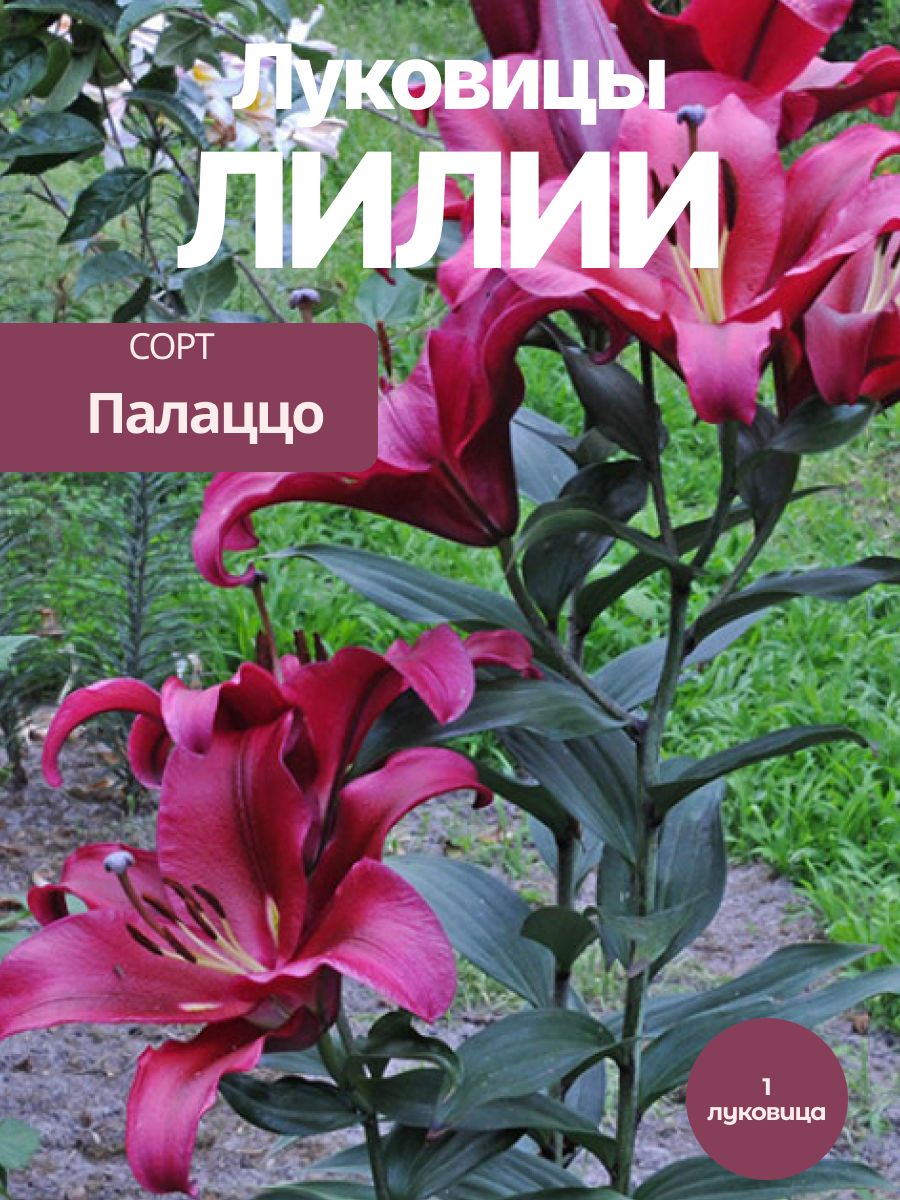 Луковицы Лилии Палаццо 1 шт