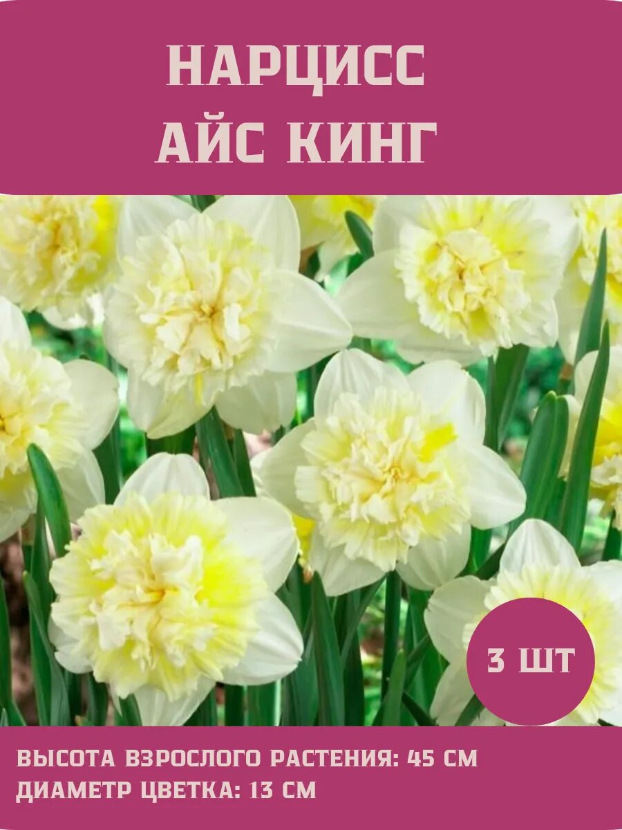Нарцисс трубчатый махровый