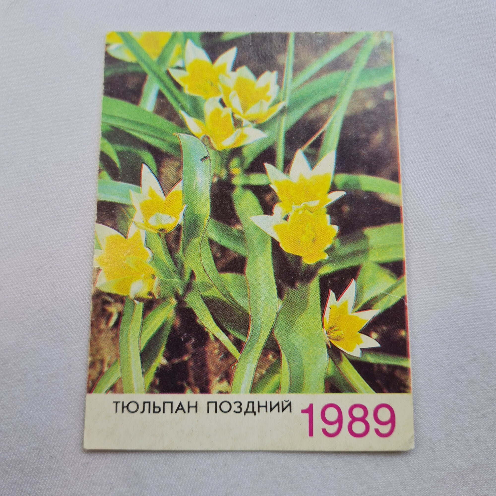 Карманный календарик СССР 1989. Тюльпан поздний, цветы Казахстана. Советский календарь