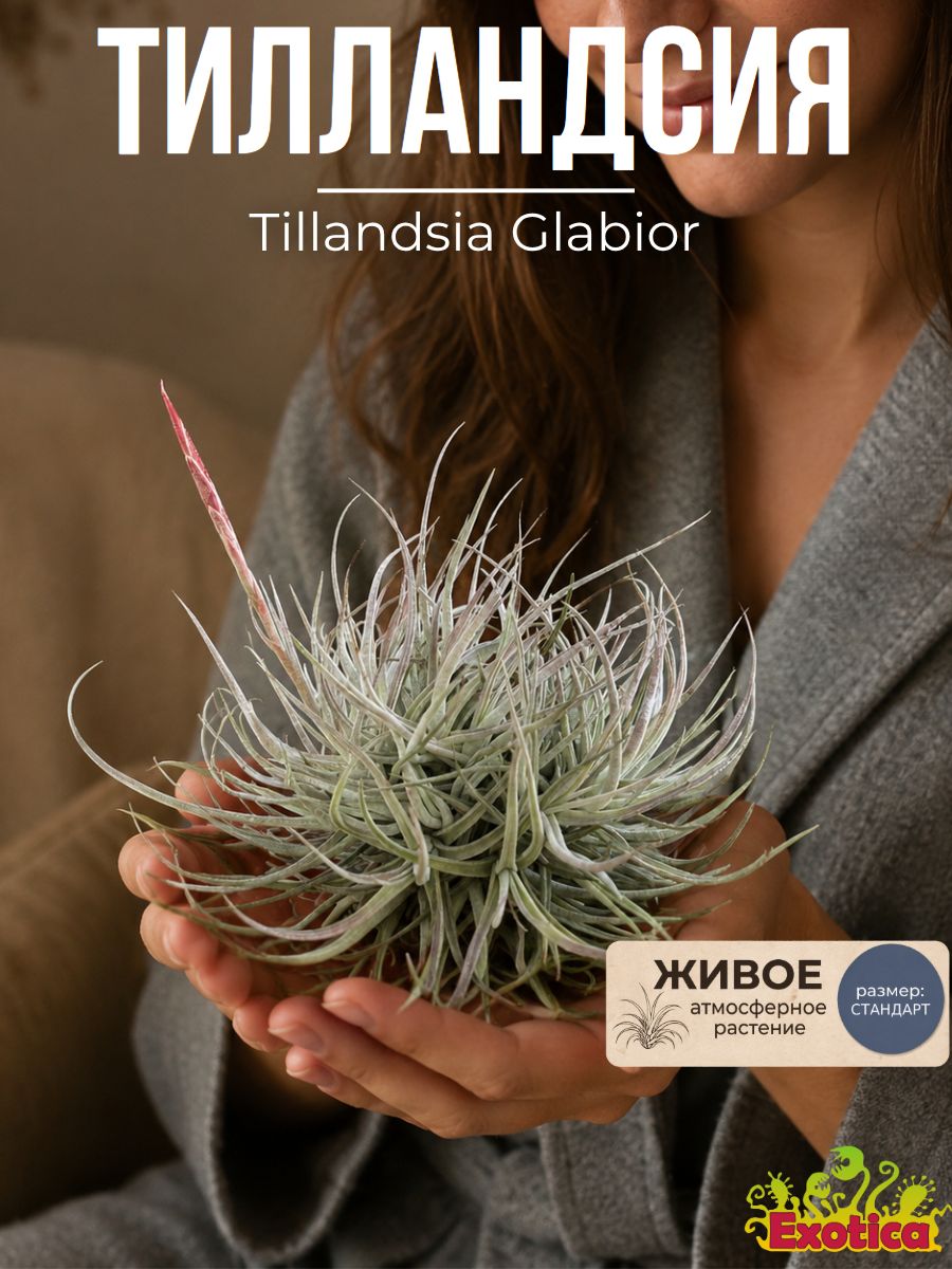 Тилландсия Глабиор (Tillandsia Glabior), живое растение