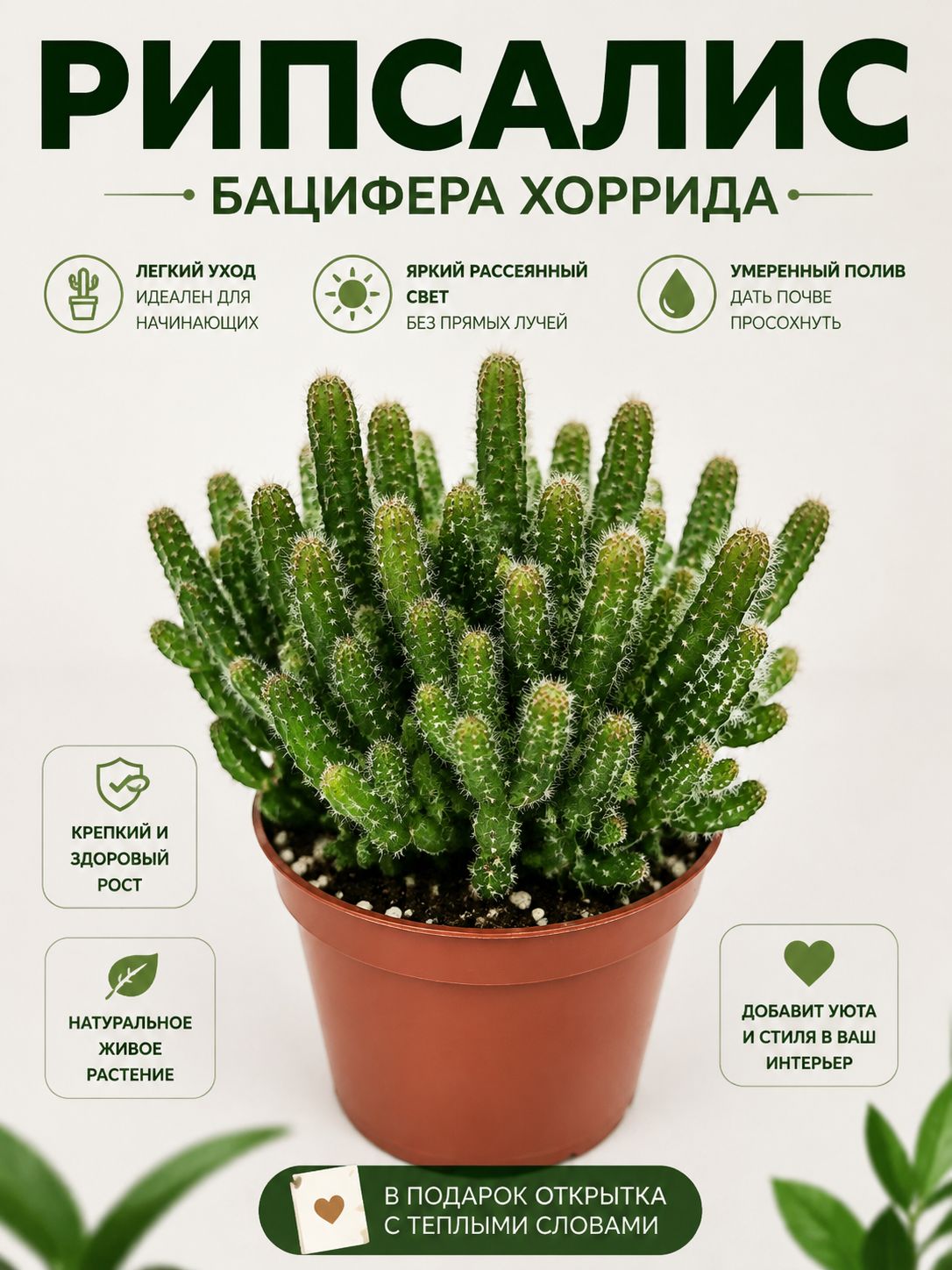 Рипсалис Бацифера Хоррида (Рипсалис Ужасный), суккулент живой, D-5 и открытка