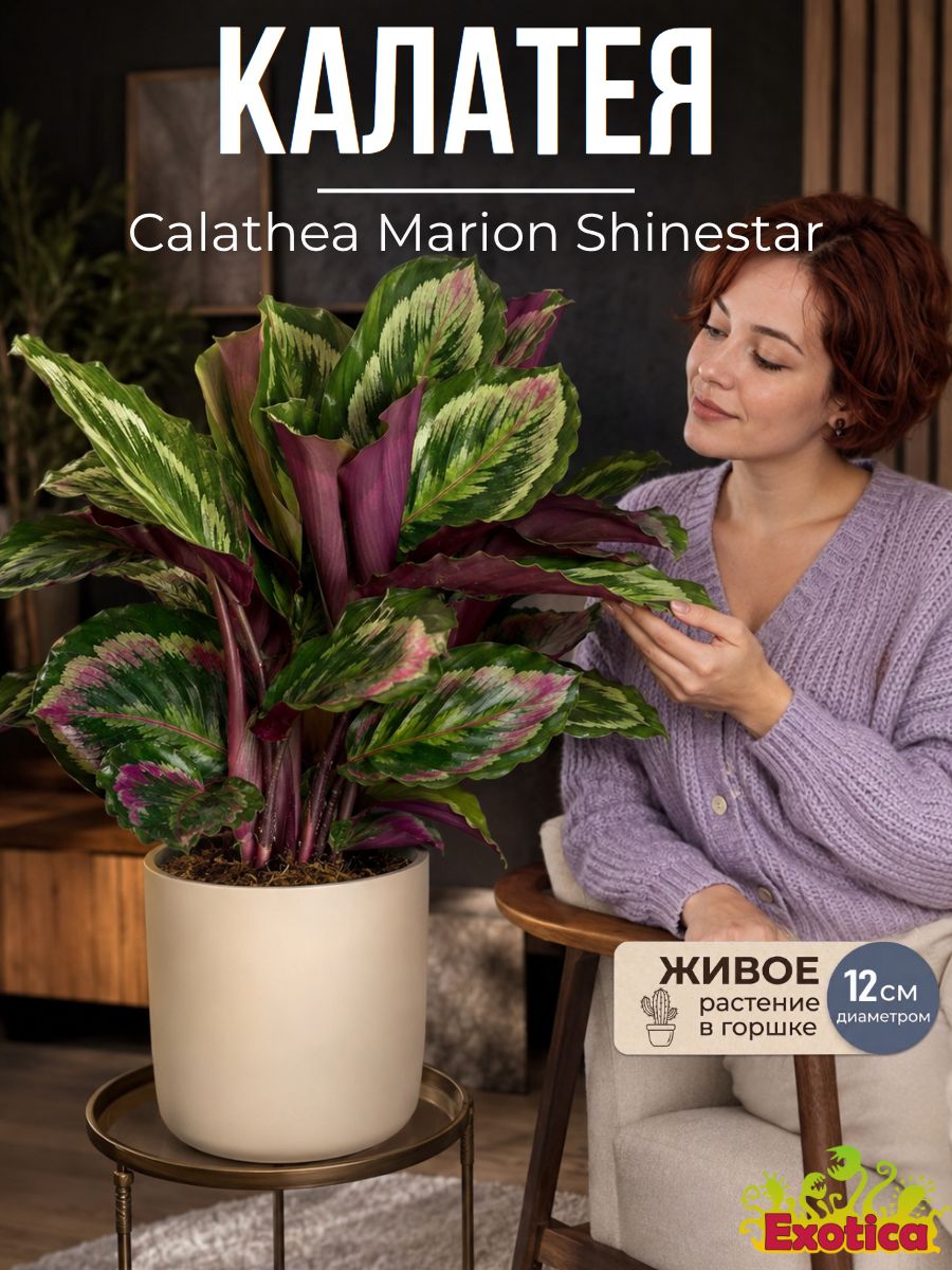 Калатея Марион (Calathea Marion) D12см, растение в горшке