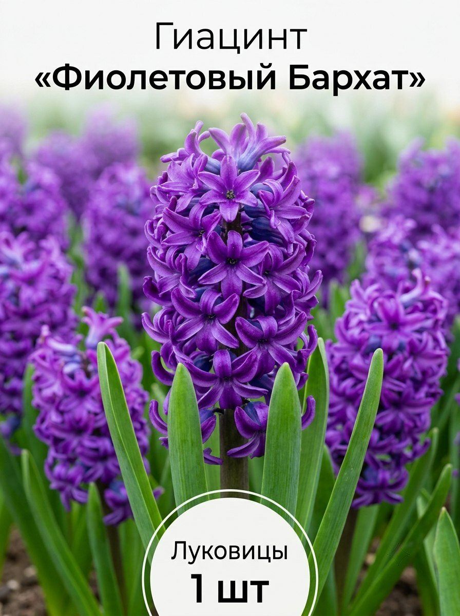 Гиацинт луковицы Фиолетовый Бархат