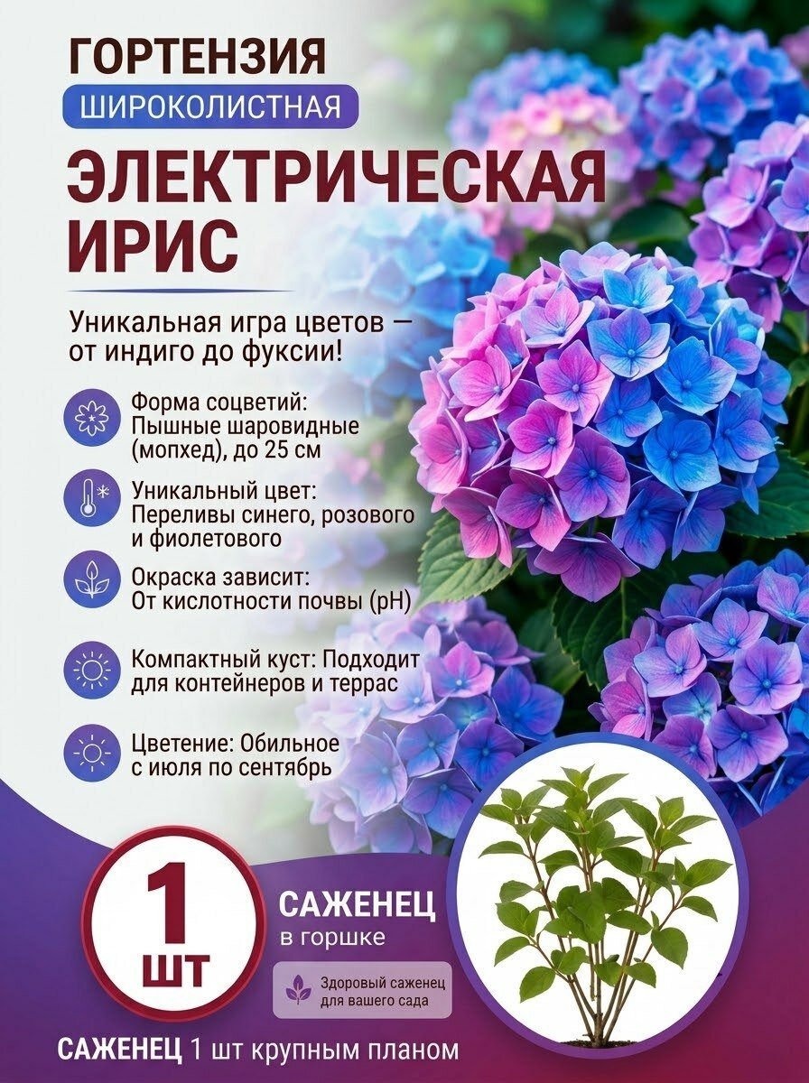 Гортензия широколистная саженец многолетний, Электрическая Ирис