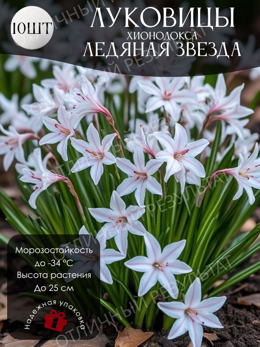 ЛУковицы Хионодоксы (Пролиска)