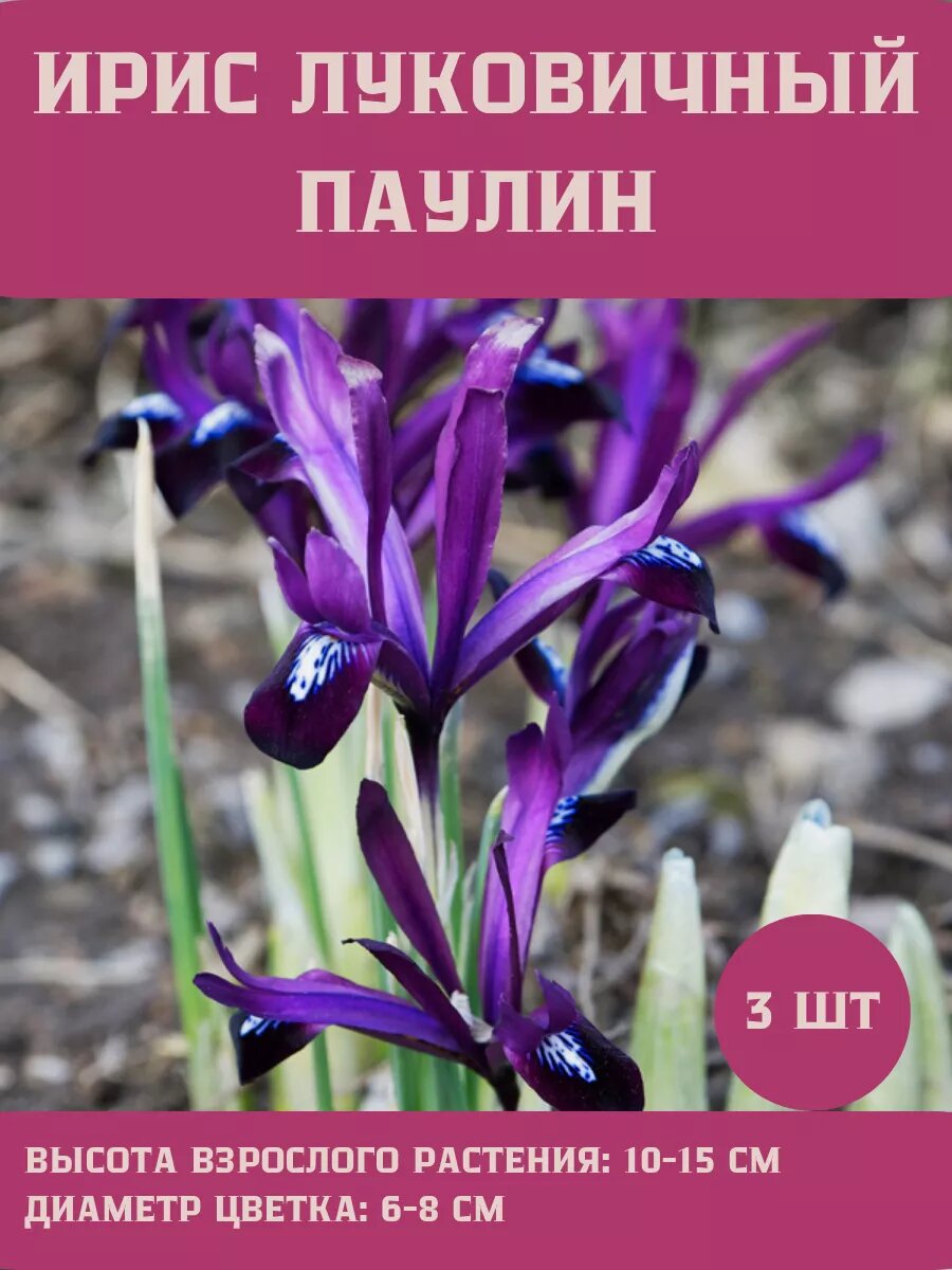 Ирис луковичный; Цветок ириса