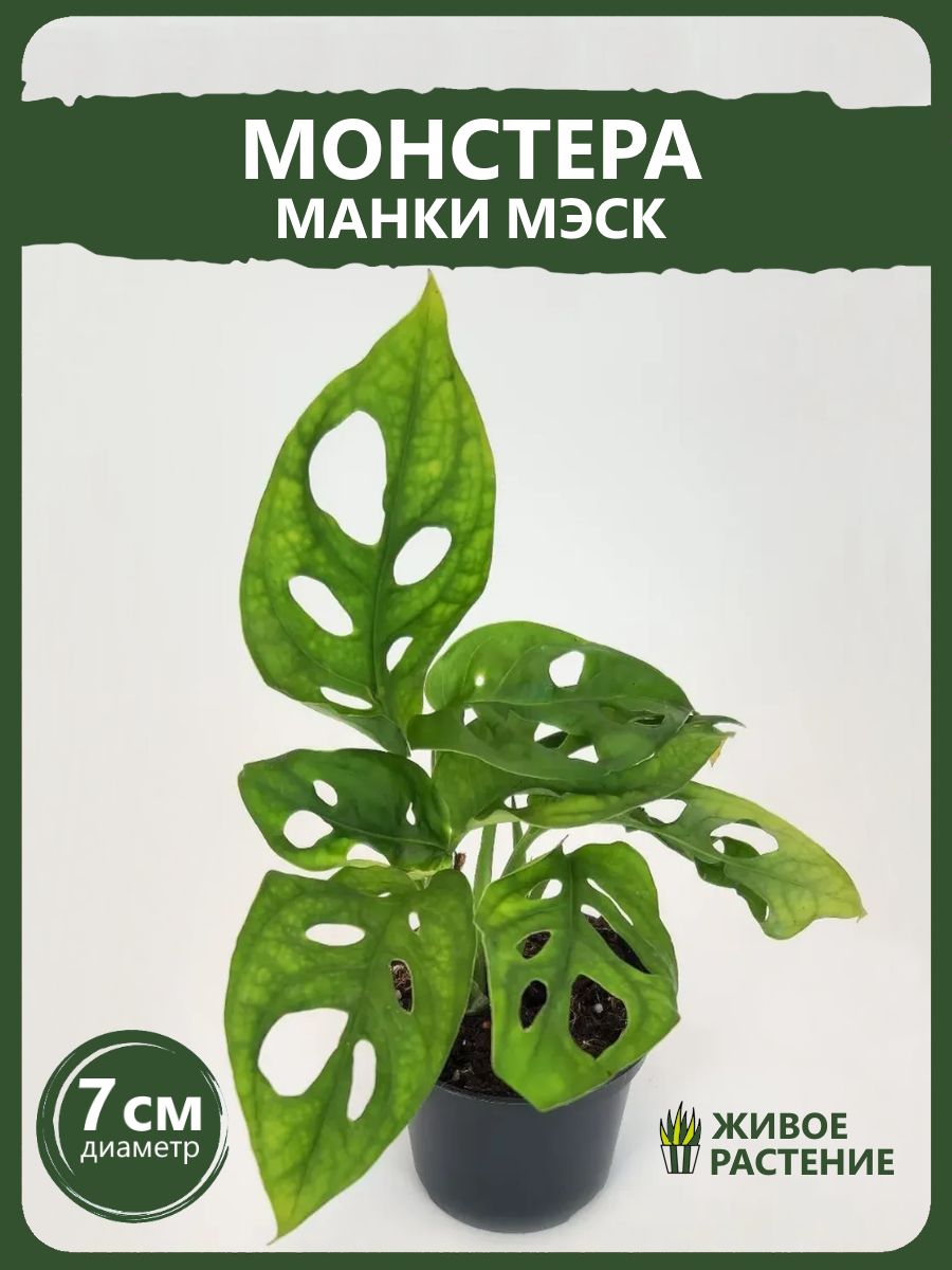 Монстера живая в горшке (Манки Мэск), D-7