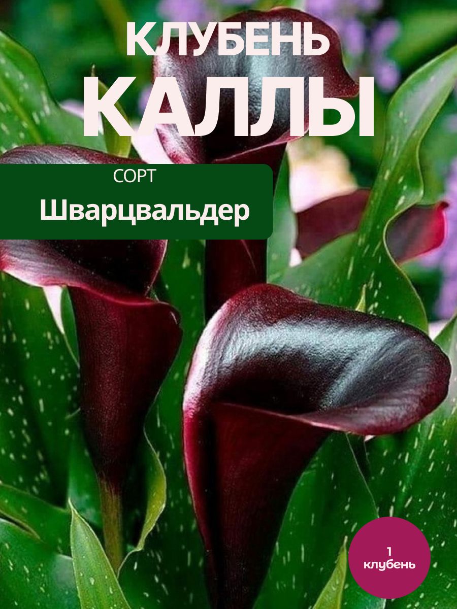 Калла Шварцвальдер, 1шт