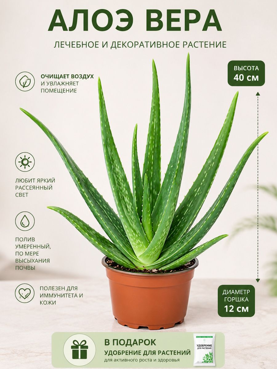 Алоэ Вера (Aloe Vera), суккулент живой, D-12
