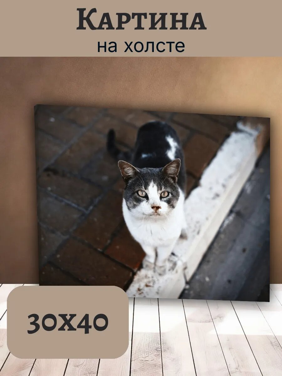 Картина Кот Кошка Cat 30x40 дворовая на брусчатке