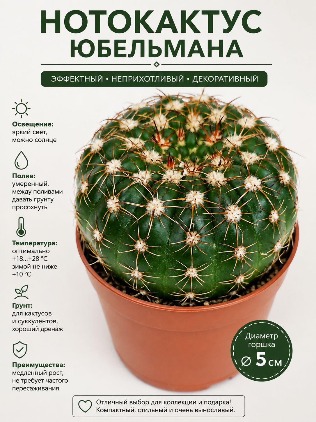 Нотокактус Юбельмана (Notocactus Uebelmannianus), кактус живой, D-5 и открытка