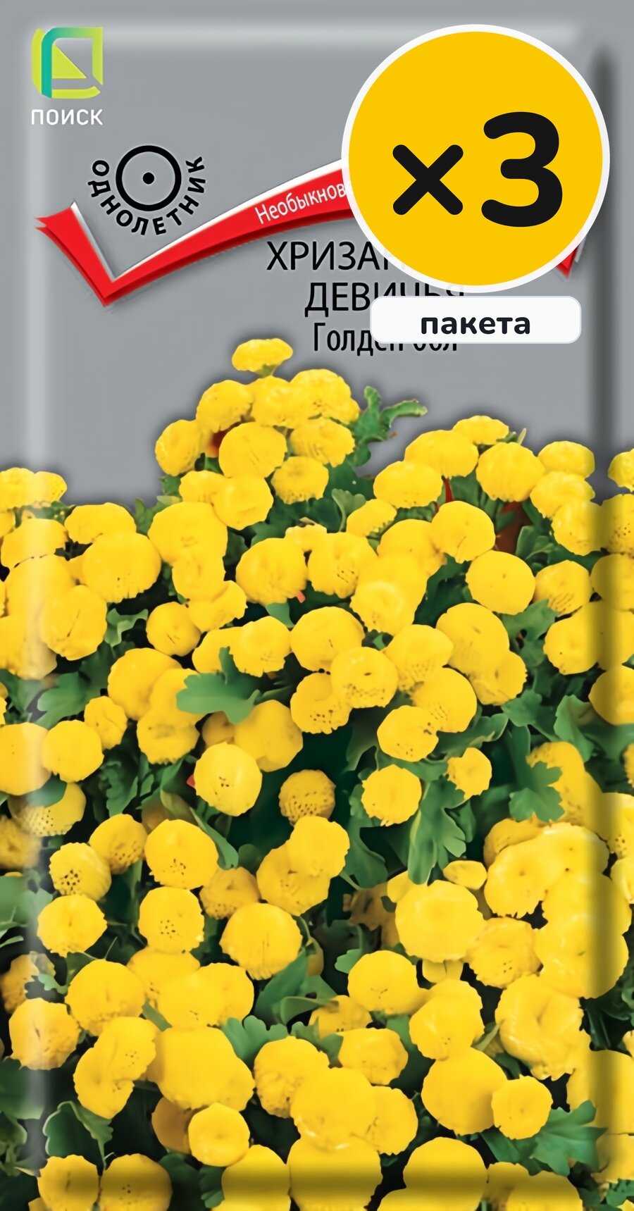 Семена хризантемы девичьей Голден бол, 0,05 г, 3 пакета, Поиск, однолетник, высота до 25 см