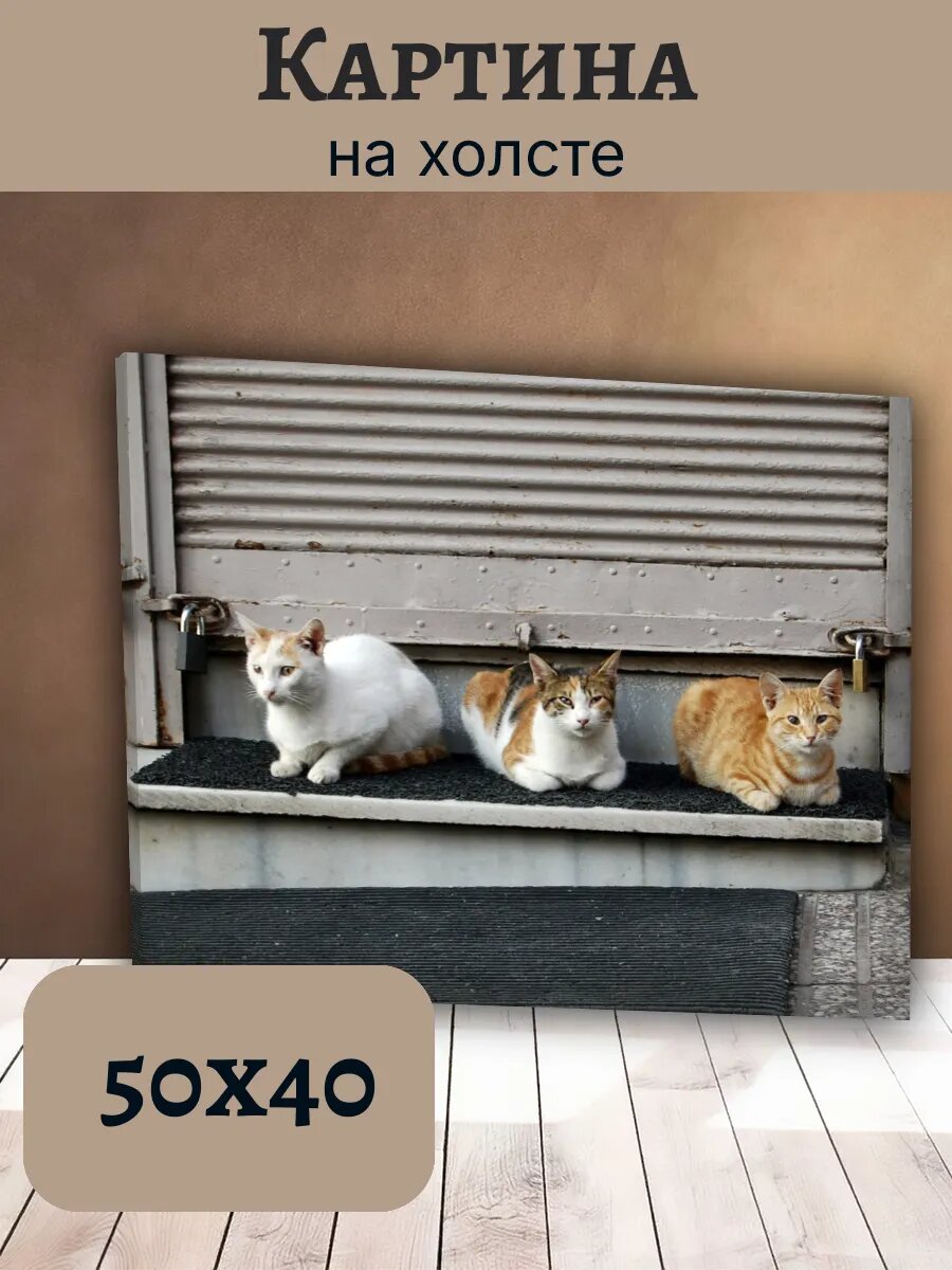 Картина Кот Кошка Cat 40x50 три пушистых друга у двери