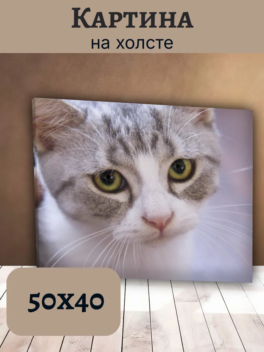 Картина Кот Кошка Cat 40x50 интерьерная с серо-белым котом