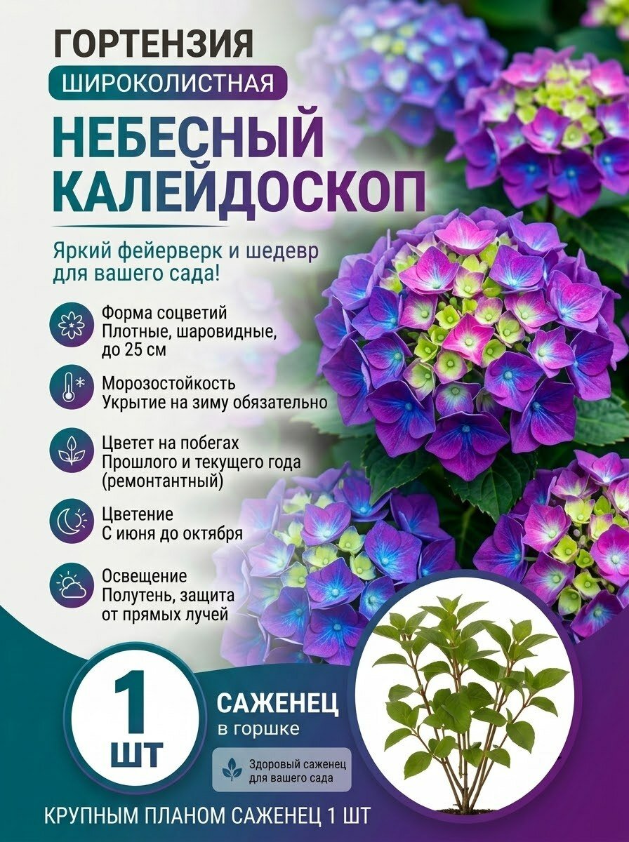 Гортензия широколистная саженец многолетний, Небесный Калейдоскоп