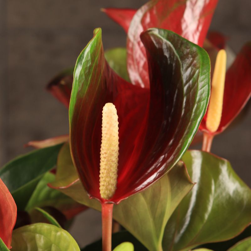 Комнатное растение LuxuryPlants Антуриум Красный 60/30 в горшке — фото 1
