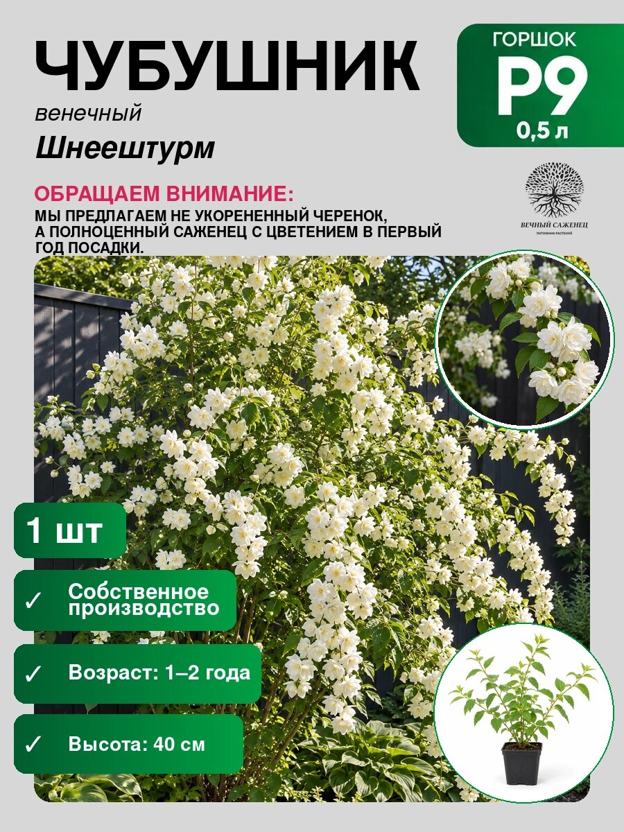Чубушник венечный Шнеештурм, саженец для сада и дачи, декоративное растение для посадки