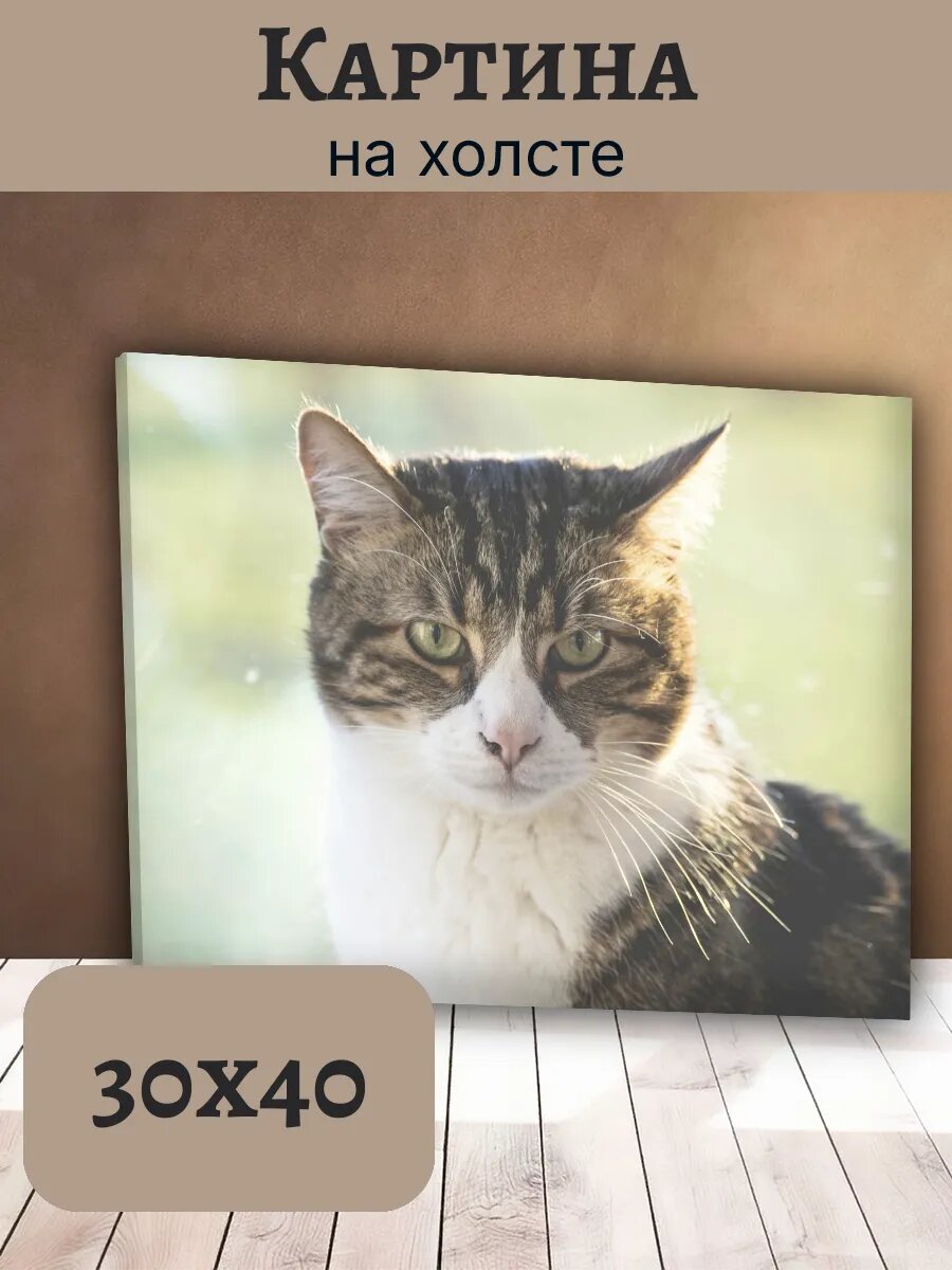 Картина Постер Кот Кошка Cat 30x40 интерьерный портрет