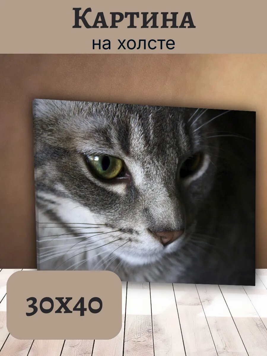 Картина Постер Кот Кошка Cat 30x40 серый Полосатый