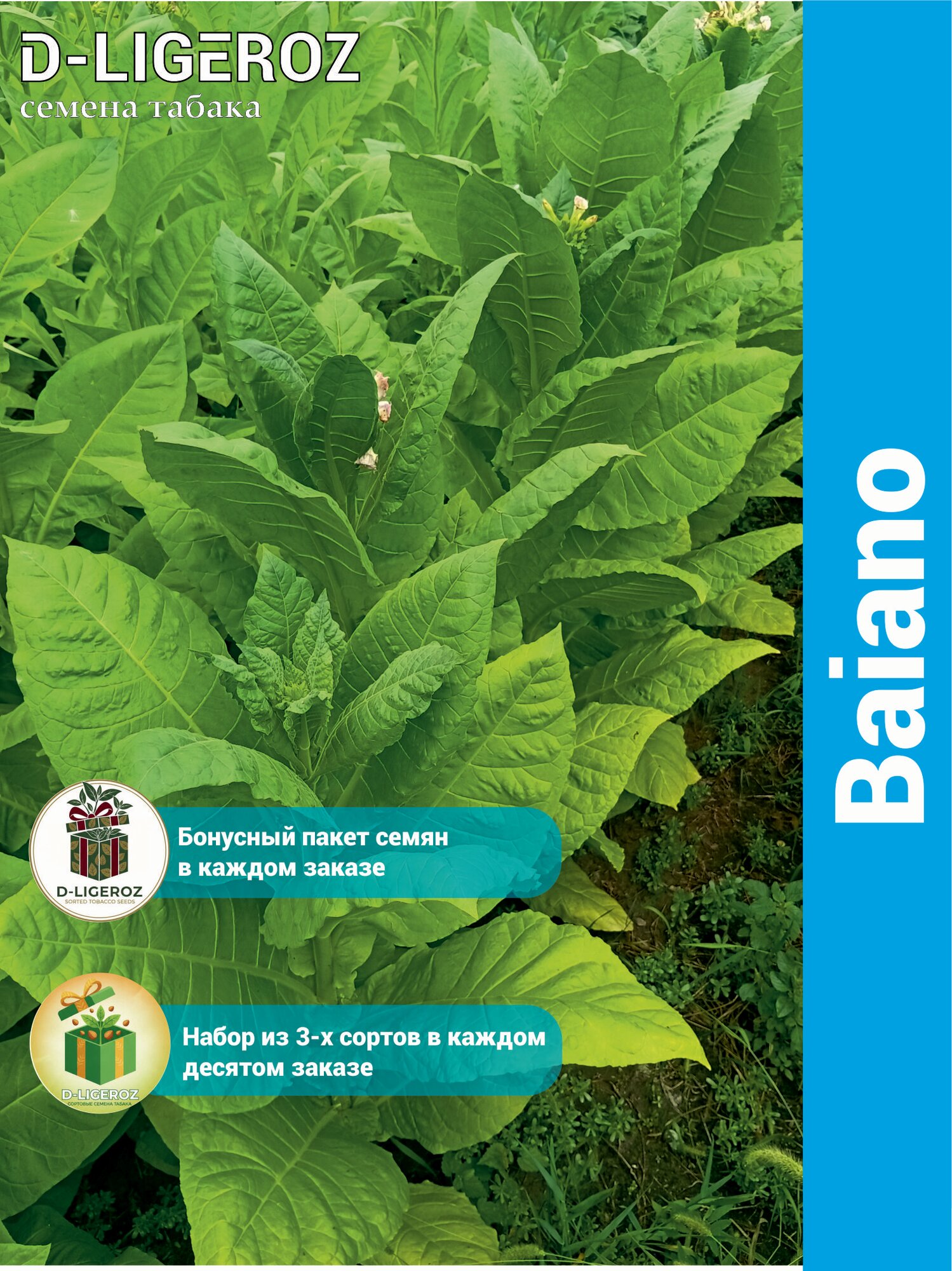 Семена табака Baiano (500 шт)