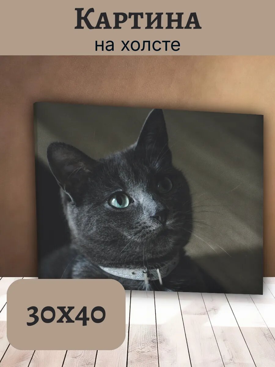 Картина Кот Кошка Cat 30x40 портрет серого кота с зелеными