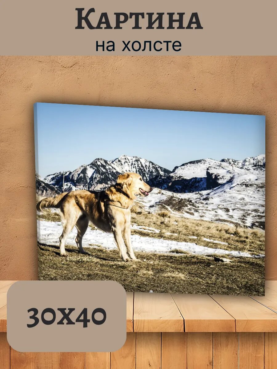 Картина Италия Italy 30x40 золотистый пёс
