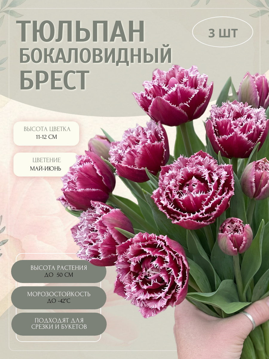 Тюльпан бокаловидный Брест, луковицы 3 шт.