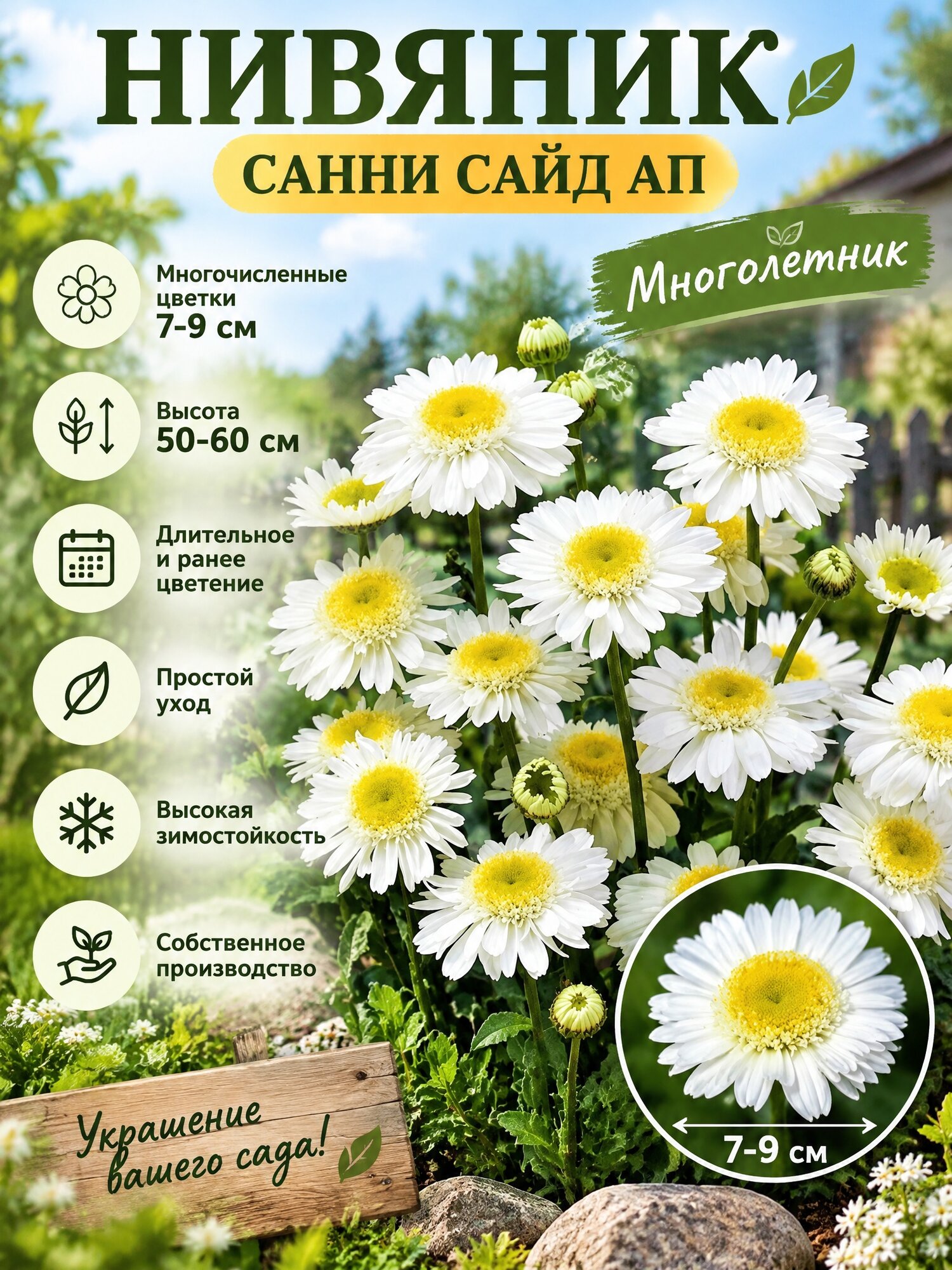 Нивяник Санни Сайд Ап (растение с ЗКС) 1 шт.