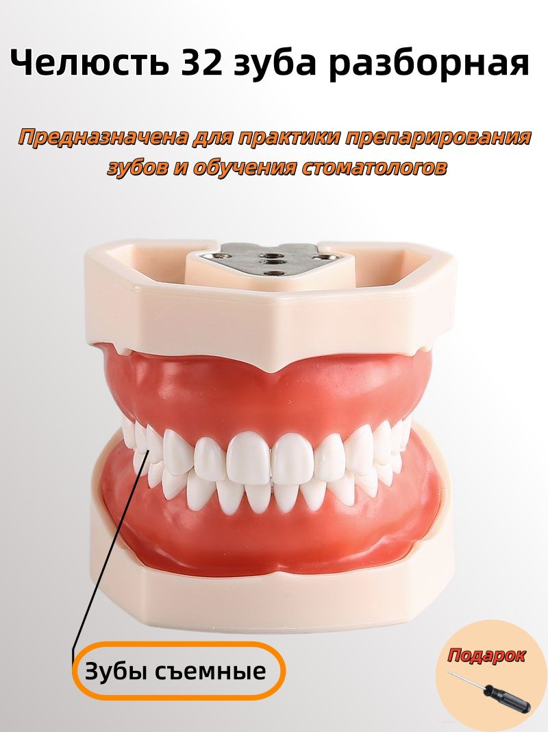Учебная модель 32 постоянных зубов для препарирования, разборная с заменяемой десной