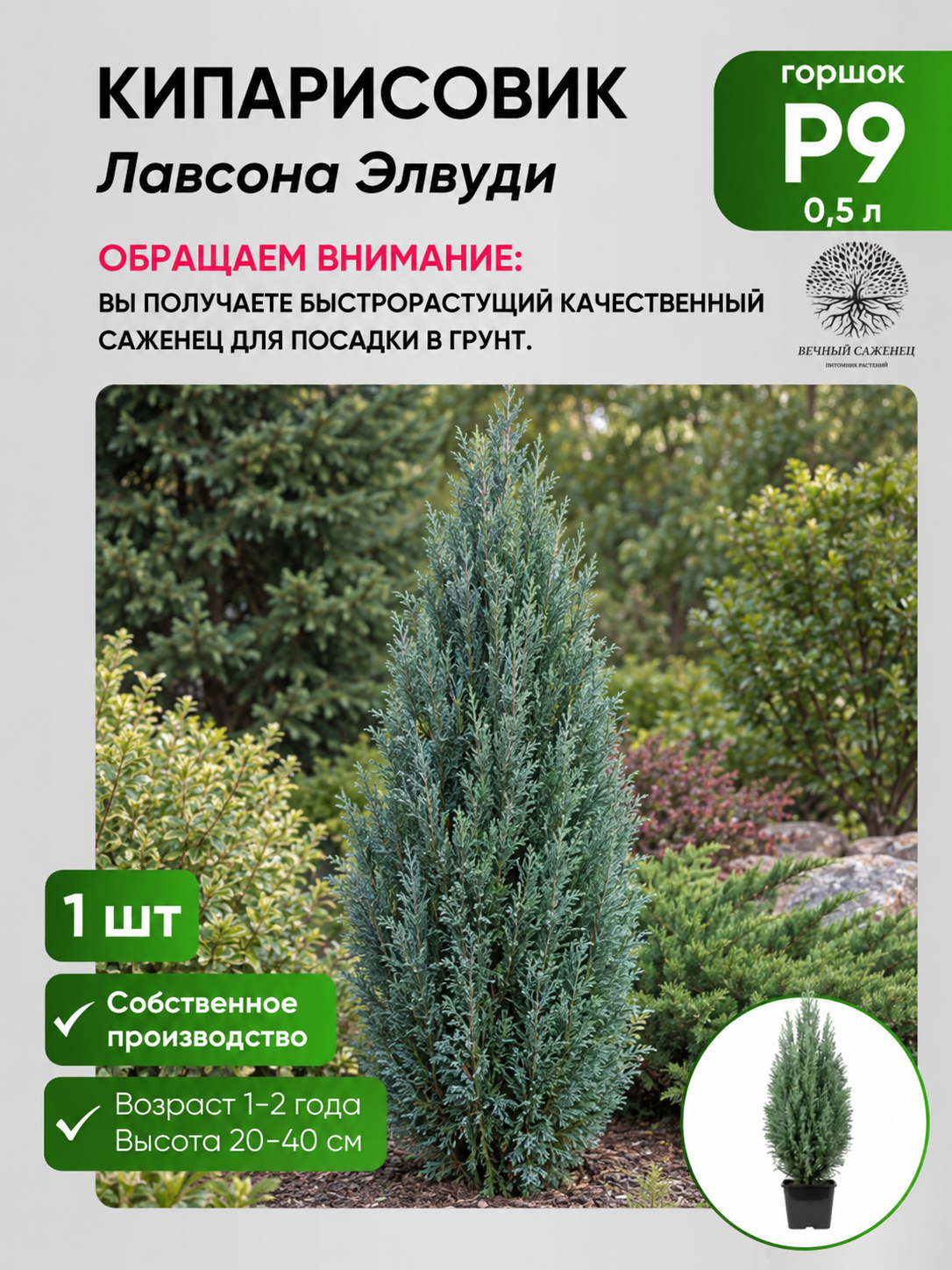 Кипарисовик Лавсона Элвуди, саженец для сада и дачи, декоративное растение для посадки