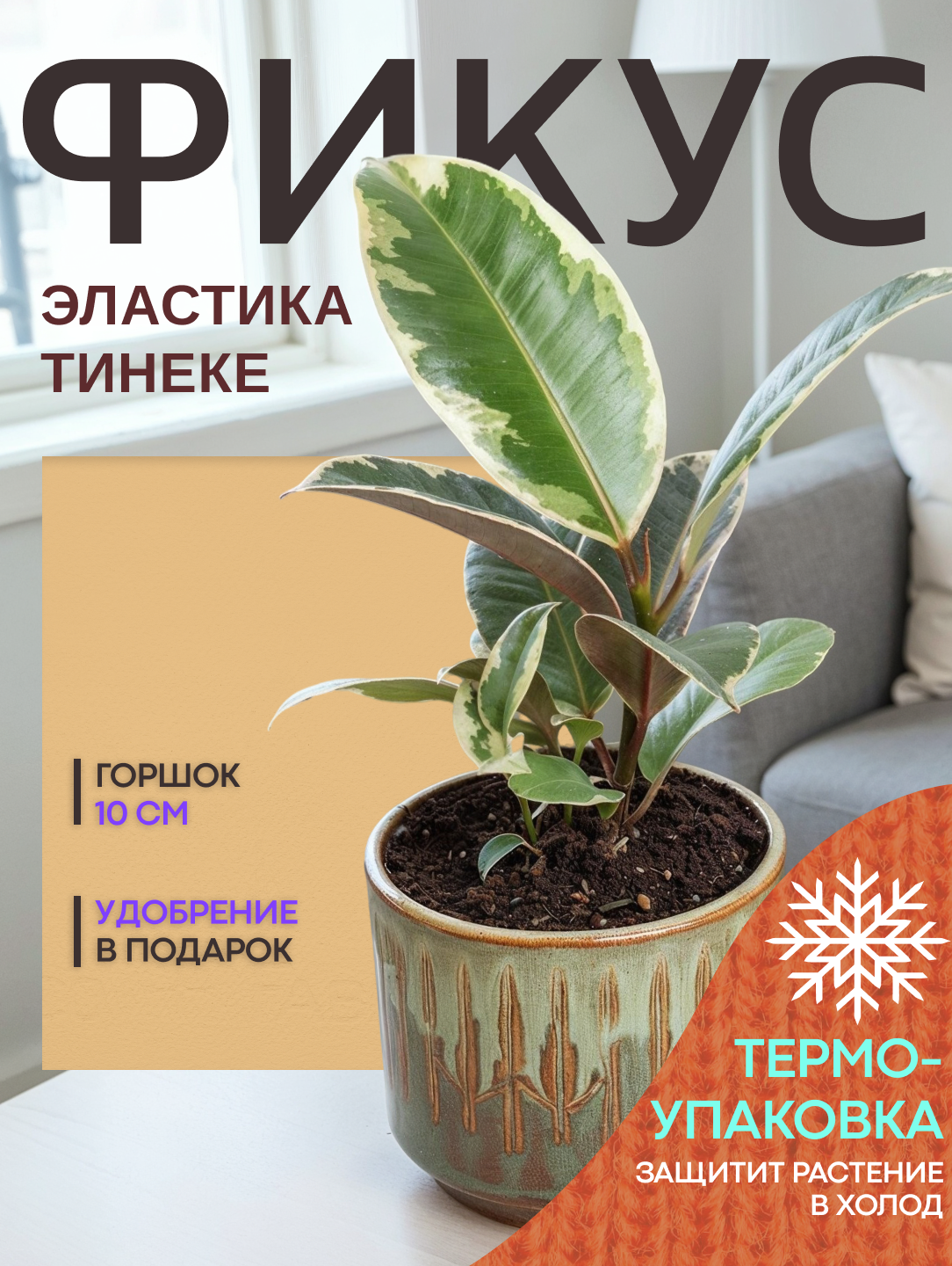 Фикус Эластика Тинеке