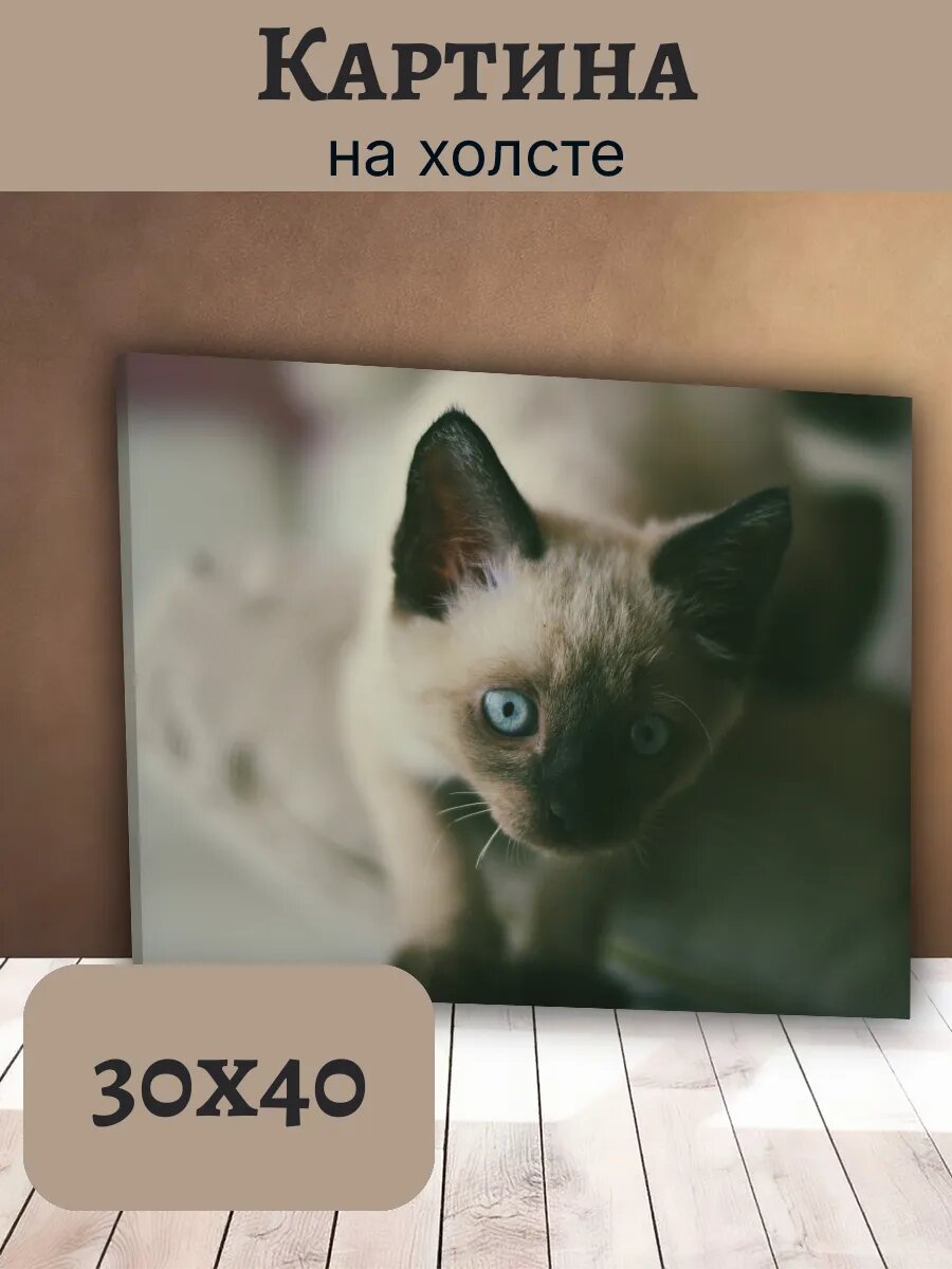 Картина Кот Кошка Cat 30x40 сиамский котенок портрет
