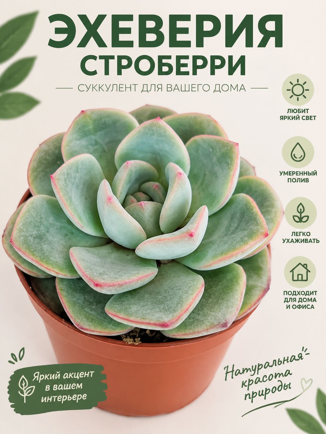 Эхеверия живая Строберри (Echeveria), живое растение, D-7 живое растение