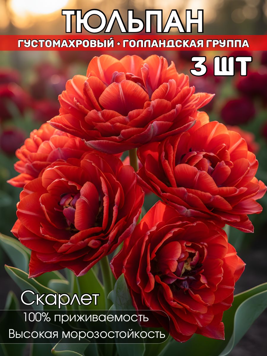 Тюльпан Скарлет луковицы 3 шт