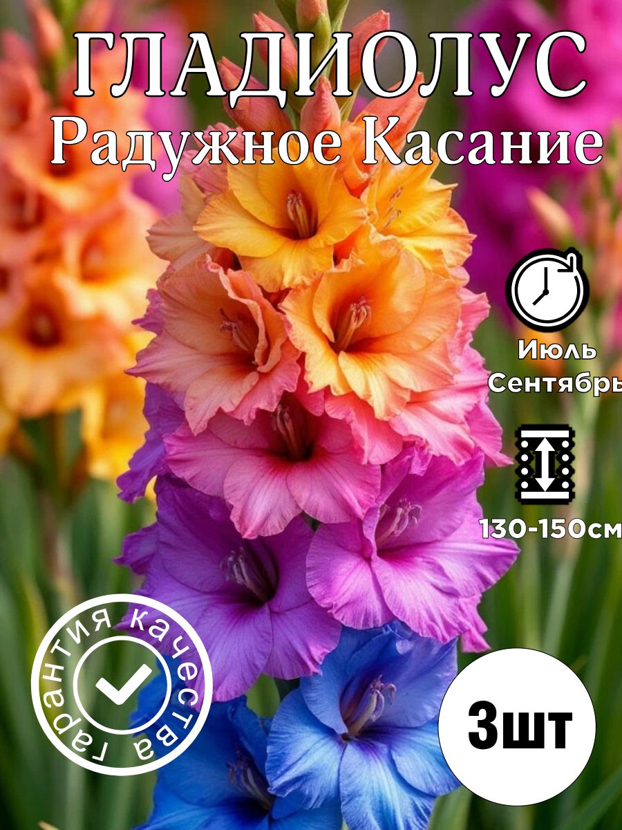 Луковицы Гладиолуса Радужное Касание