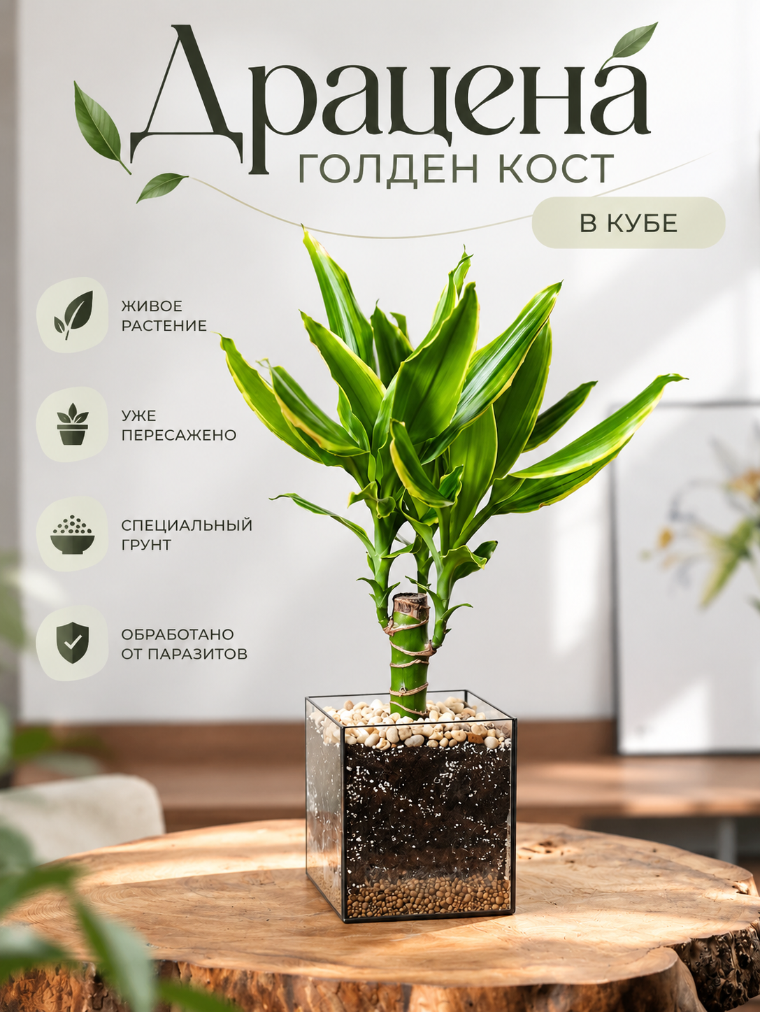 Драцена Голден Кост пересаженная, живое растение в стеклянном кашпо ручной работы