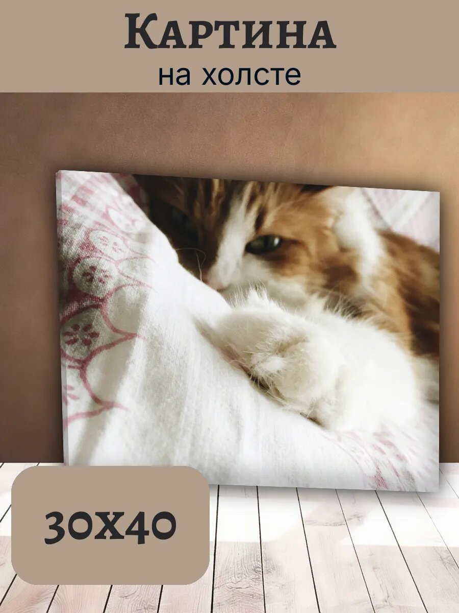 Картина Постер Кот Кошка Cat 30x40 уютная рыже-белая