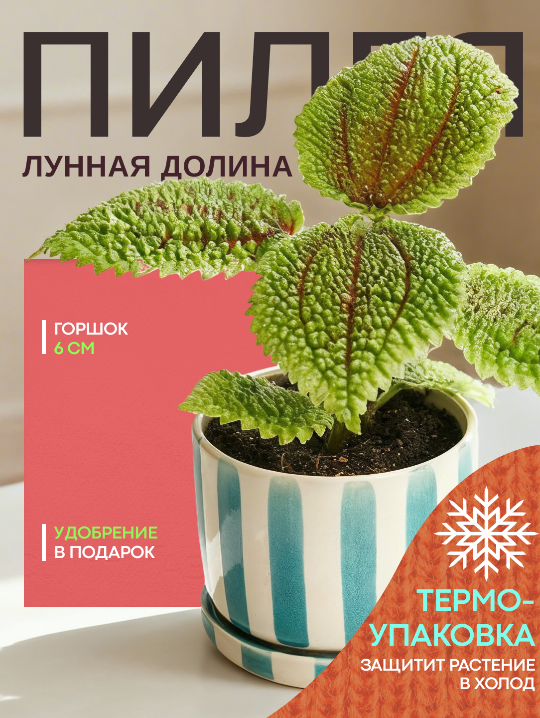 Пилея Лунная Долина Живое комнатное растение