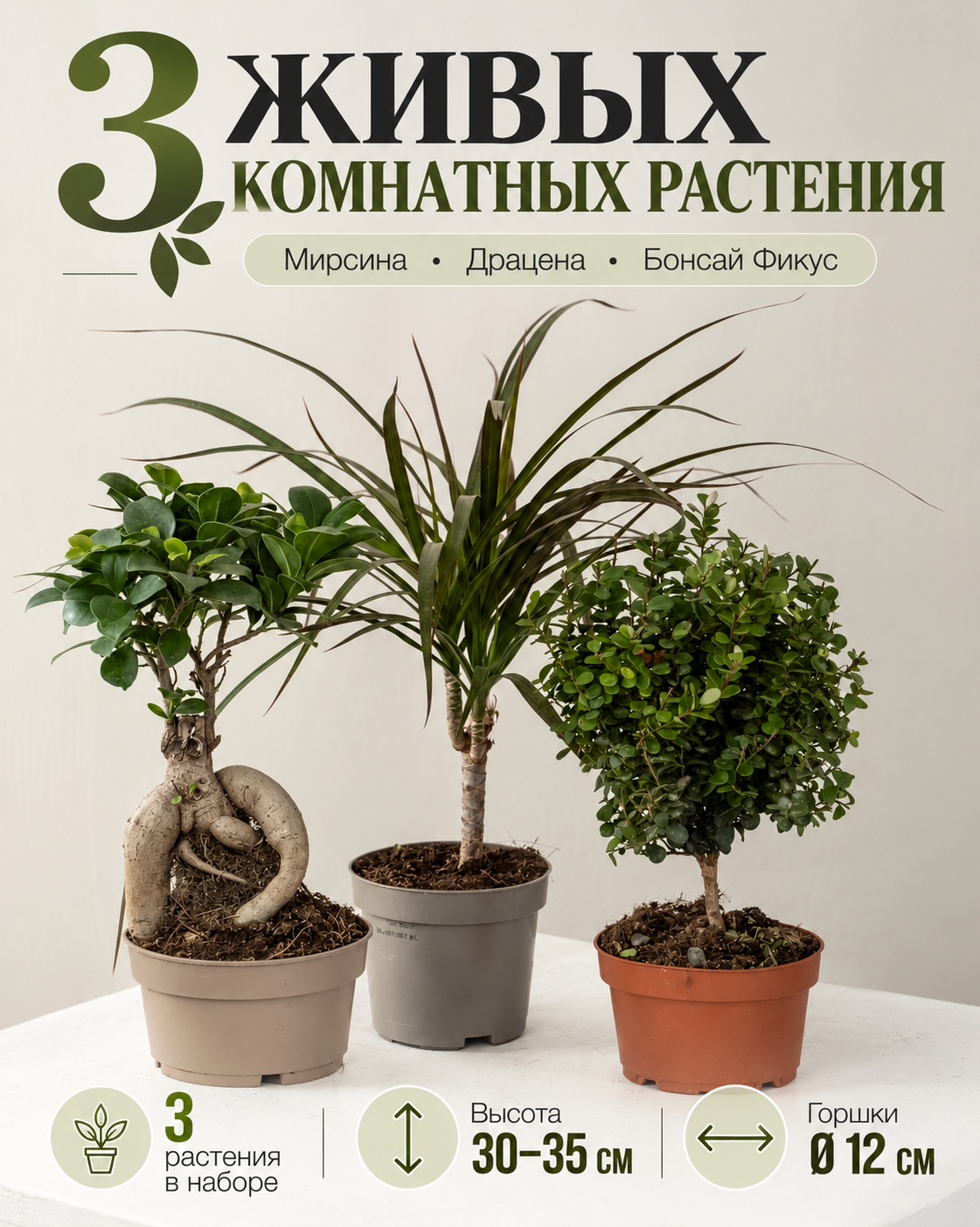Набор из 3 живых комнатных растений Geo Glass — мирсина, драцена и бонсай Фикус Микрокарпа в горшке