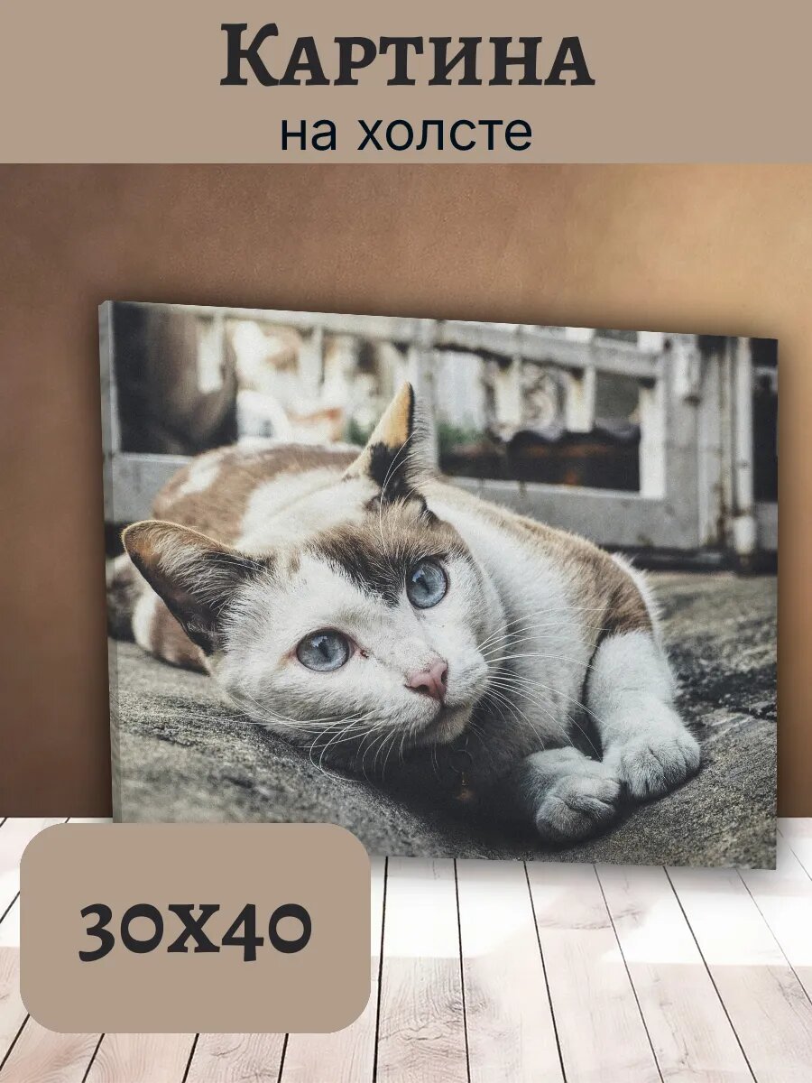 Картина Кот Кошка Cat 30x40 с рыжими пятнами на бетоне