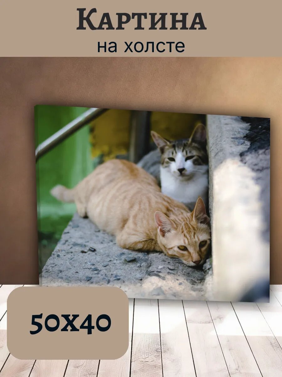 Картина Постер Кот Кошка Cat 40x50 рыжий полосатый кот