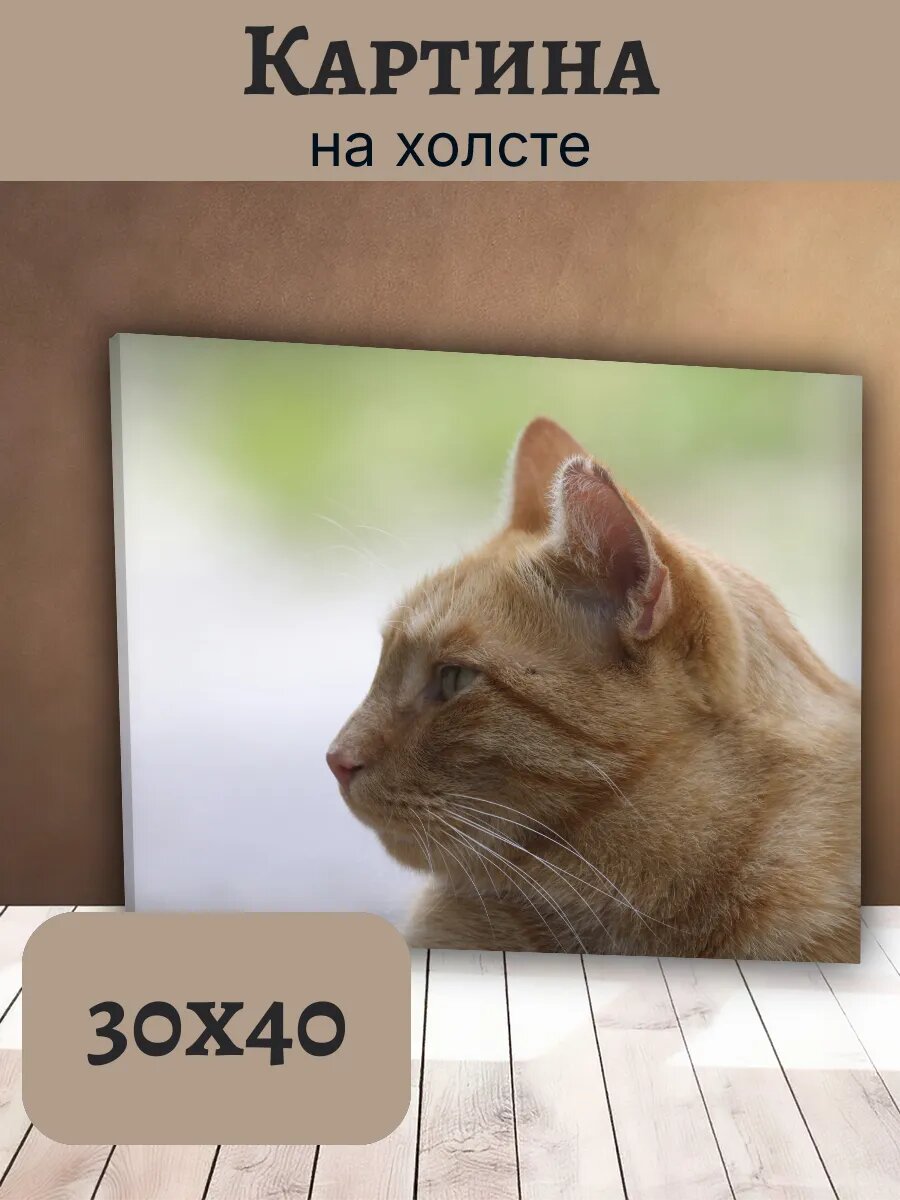 Картина Кот Кошка Cat 30x40 рыжий пушистый портрет