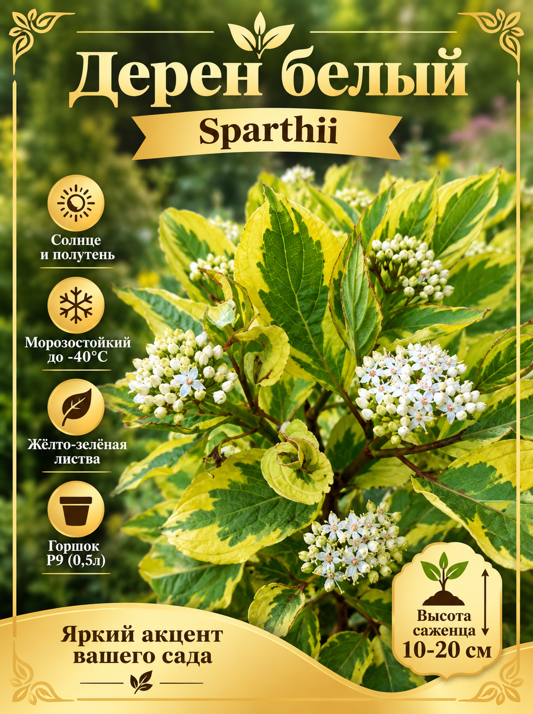 Дерен белый Sparthii (Шпети)